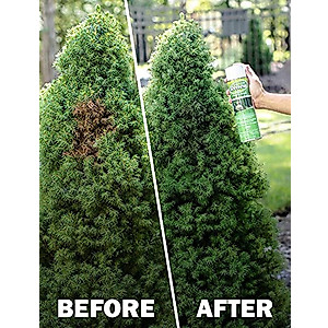 Seymour 20-602 Grass and Shrub Renew Spray Paint, Pristine Green (17 oz.)
