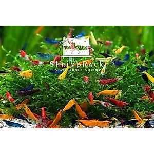 ShrimpRack™ 20 Mixed Color Neocaridina Shrimp Skittles Live Freshwater Aquarium Shrimps Beeding Age Young Adults 1/2-1 inch Long. Live Arrival Guarantee.