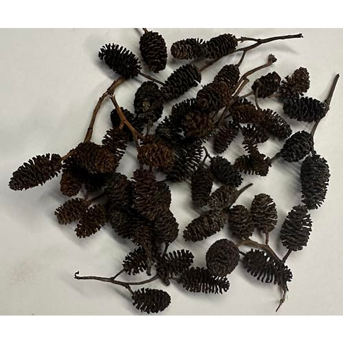 Alder & Casuarina Cones Betta/Shrimp Tank Promotes Natural Habitat, Breeding, Tannin Producing Improves Immunity, Easy to Use, Alder Cone Alternative by Awesome Aquatic (50 Pack Alder)