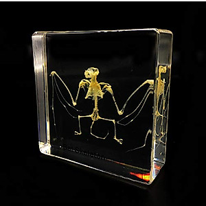 Real Bat Skeleton Specimen in Acrylic Block Paperweights Science Classroom Specimens for Science Education（3x3x1 Inch）