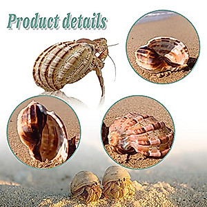 LeonBach 12 Pack Natural Hermit Crab Shells, Different Hermit Crab Supplies Hermit Crab House Crab Shell Ornaments Aquarium Decor Fish Tank Decoration, 1.2" to 3.15"