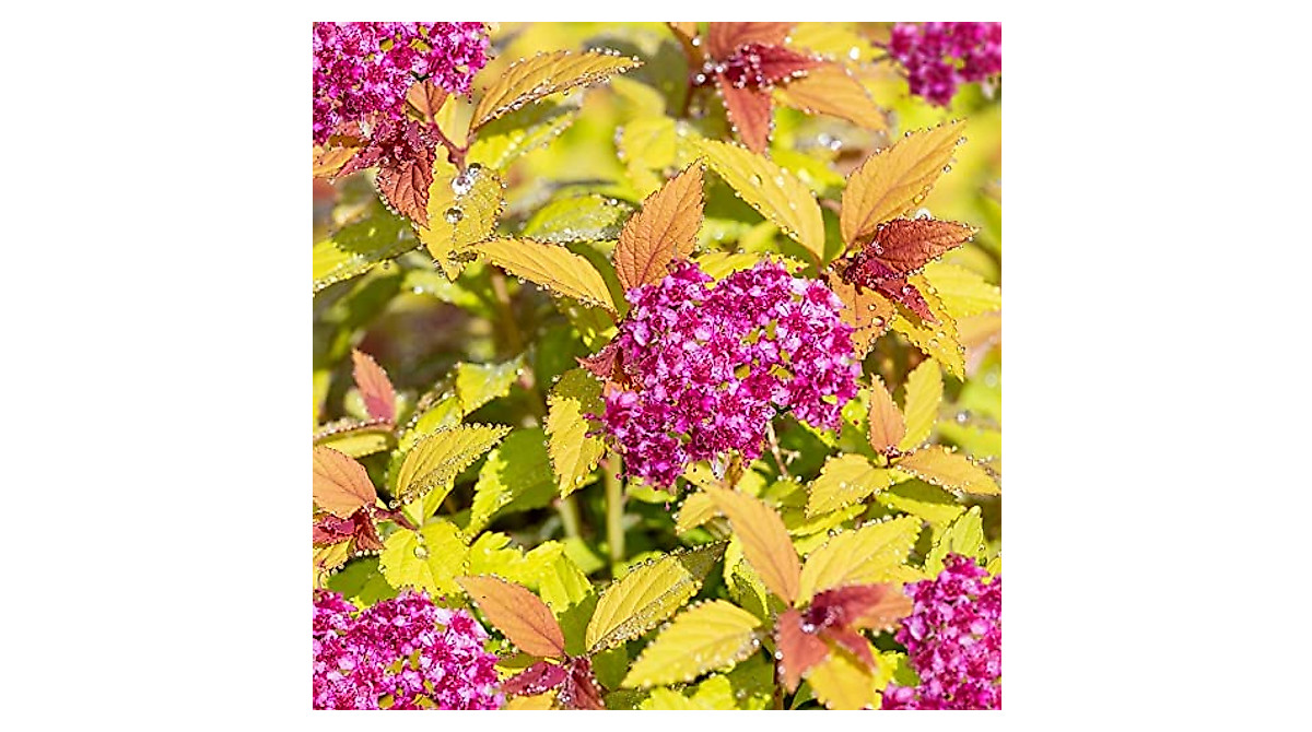 Buy Gold Flame Spirea - 1 Gallon Pot | Fast Growing Shrub