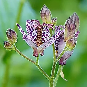 QAUZUY GARDEN Japanese Toad Lily 20 Seeds/Seed -Tricyrtis Shade Perennial Deer Resistant Eye-catching Flower for Home Bonsai Garden Decor Easy to Grow