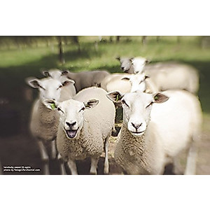 Lensbaby Composer Pro II with Sweet 35 Optic for Sony A