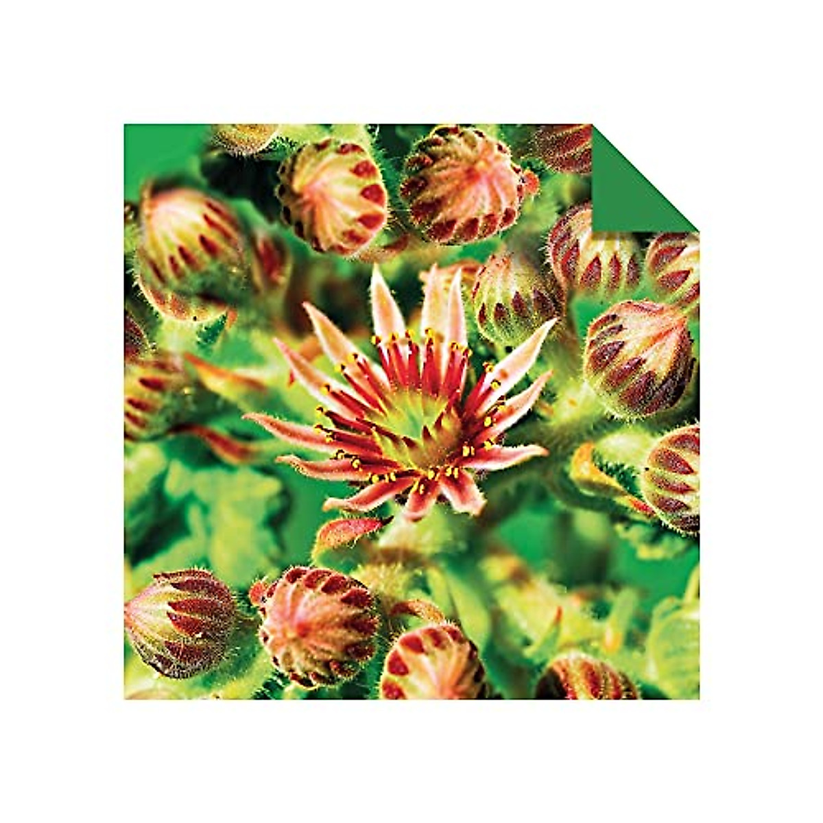 Origami Paper 500 sheets Succulents 6" (15 cm): Tuttle Origami Paper: Double-Sided Origami Sheets with 12 Different Photographs (Instructions for 6 Projects Included)