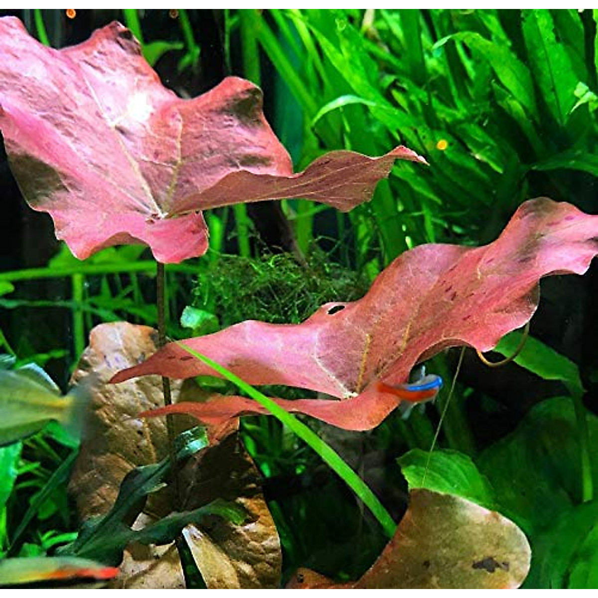 Planterest - Dwarf Water Lily Loose Nymphaea Rubra Bulb Live Aquarium Plant Decorations BUY2GET1FREE