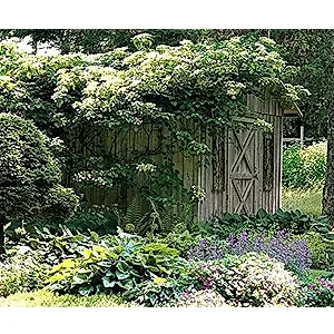1129-Climbing Hydrangea (Hydrangea petiolaris) Seeds by Robsrareandgiantseeds UPC0764425787358 Non-GMO,Organic,- U.S.A. Grower,Bonsai -1129 Package of 7 Seeds