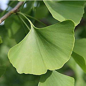 CHUXAY GARDEN 5 Seeds Ginkgo Biloba,Maidenhair Tree,Fossil Tree, Icho Beautiful Deciduous Trees Stunning Yellow Color Exotic Charm Long-Live Great for Garden