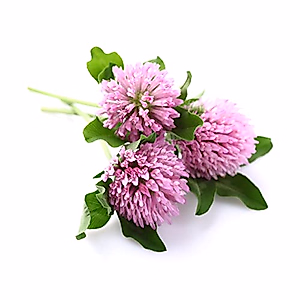 Todd's Seeds Red Clover Seeds, Non-GMO, Chemical Free, High Germination (1/4 Pound)