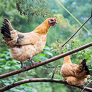 Keedolla 100Pcs 16mm Chicken Leg Rings 5 Colors Numbered Chicken Identification Leg Bands, Poultry Leg Bands Chicken Foot Rings for Ducks Chicks Bantam Guinea Pigeons Goose Gamefowl - Medium