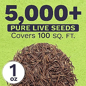 Cosmos Seeds Wildflower Mixture - Bulk 1 Ounce Packet - Over 5,000 Seeds - Pink, Yellow, Orange, Red, Purple and White Mixed Species!