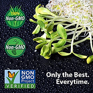 Organic Broccoli Sprout Growing Kit - Includes 316 Stainless Steel Sprouting Lid, Sprout Stand, and Organic Non-GMO Broccoli Sprouts Seeds - Complete Broccoli Sprout Kit by Handy Pantry & Trellis + Co