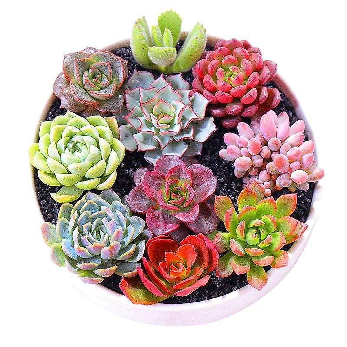 800+ Mix Succulent Seeds Rare Perennial DIY Bonsai Ornamental Plant Succulent Seeds for Planting Indoor and Outdoor