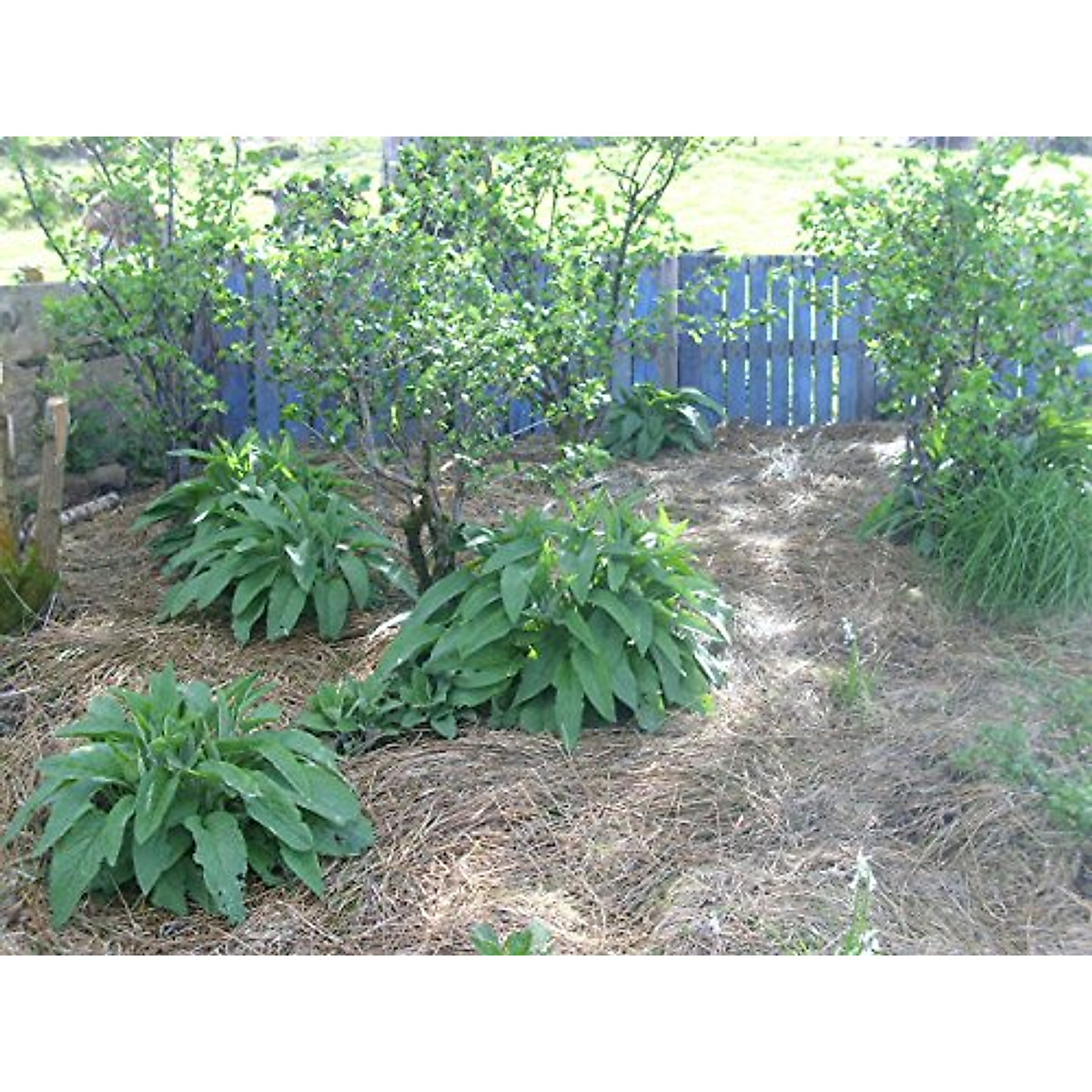Ten Russian Comfrey Root Cuttings - Bocking 14 Cultivar - Comphrey - Knitbone By Yumheart Gardens (10)