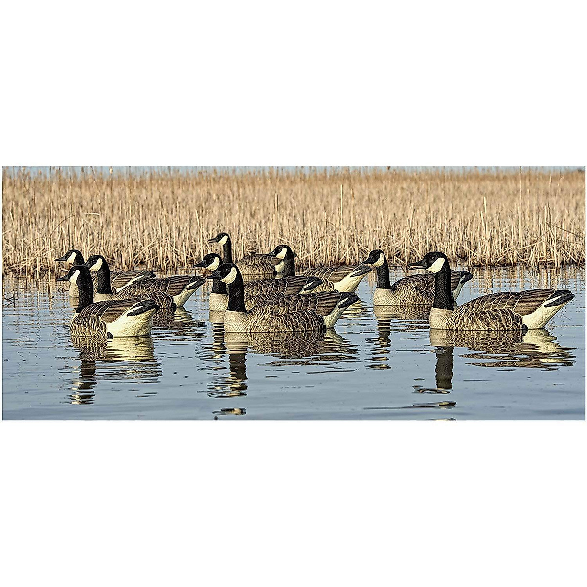 AVIAN-X Topflight Honkers Durable Realistic Hunting Floating Canadian Goose Decoys, Pack of 4, AVX9040