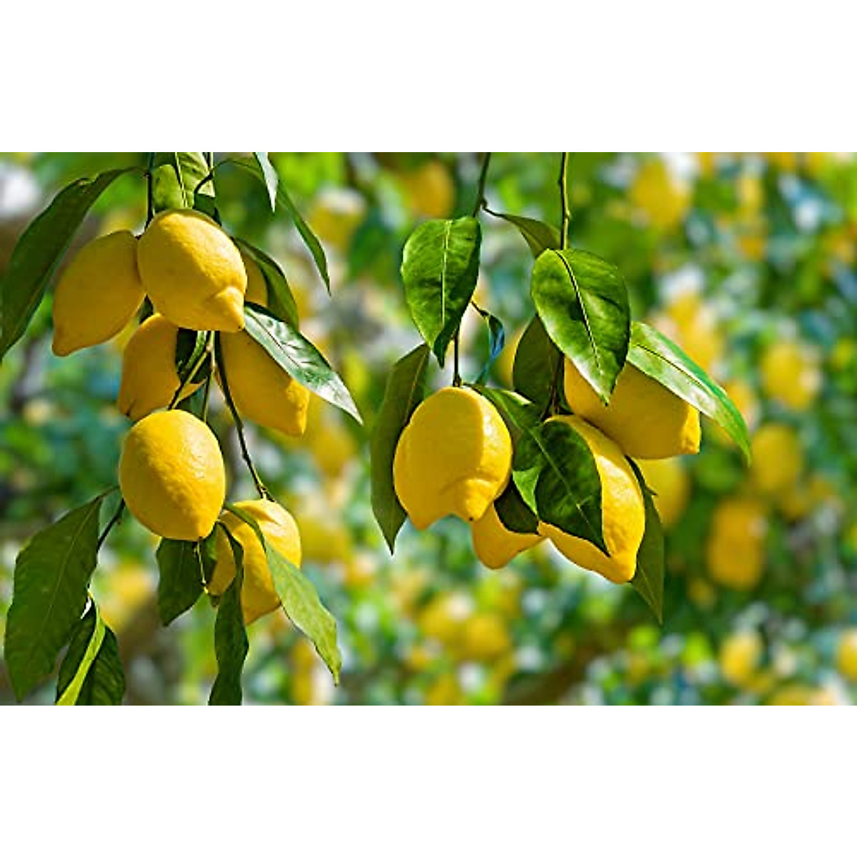 30pcs Lemon Tree Seeds for Planting, Non-GMO Heirloom and Organic, High Survival Rate Fruit for Home Garden