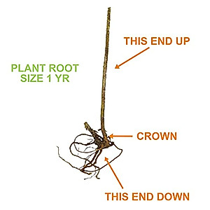 Bushel and Berry Raspberry Shortcake® Raspberry Bare Root for Planting, Non-GMO (Bag of 1)