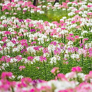 Outsidepride Cleome Garden Cut Flower Seed Mix - 1000 Seeds