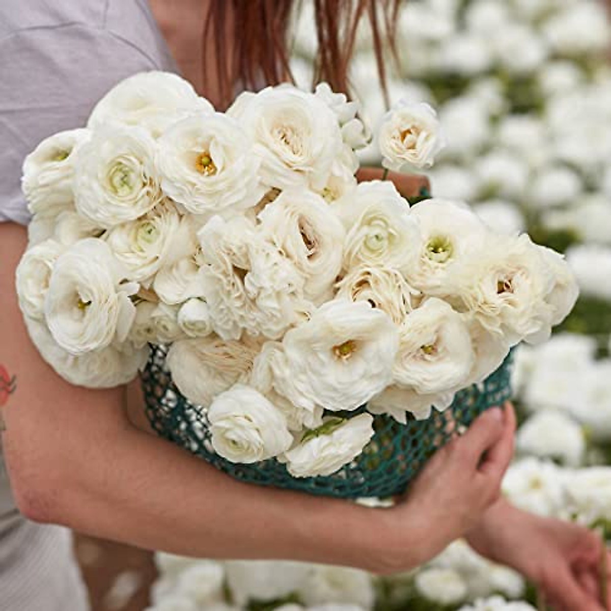 Ranunculus Bulbs - White - 100 Bulbs - White Flower Bulbs, Corm Attracts Bees, Attracts Pollinators, Easy to Grow & Maintain, Fragrant, Container Garden