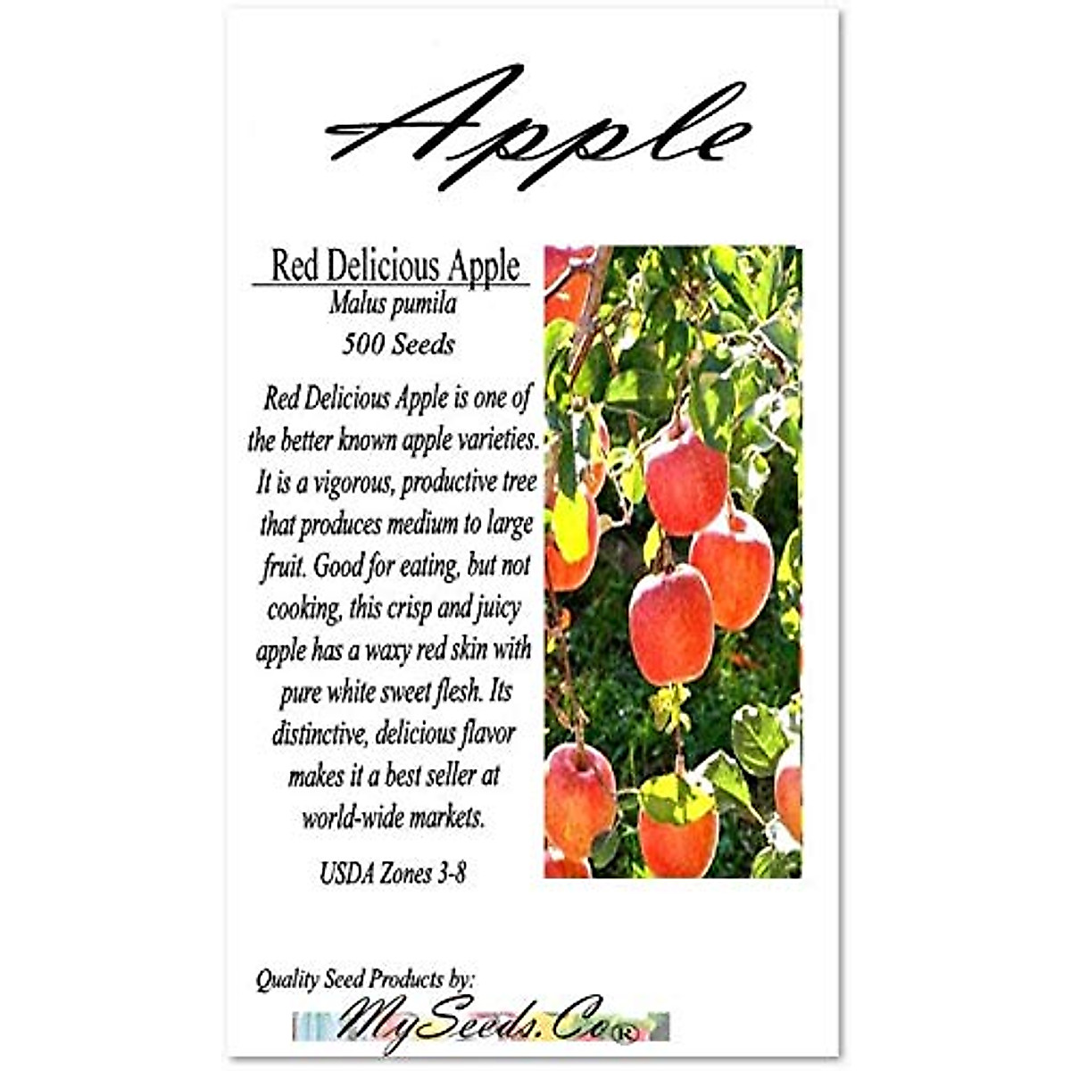 Big Pack - (500) Red Delicious Apple - Malus pumila Tree Seeds - Very Cold Hardy in Zones 3-8 by MySeeds.Co (Big Pack - Paradise Apple)