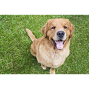 Dog Mouth Cleaner - Dog Teeth Health Complex - Bad Breath and RED Gums Solution - Immune Support - Oral Hygiene Boost - Dog Vitamins for Skin and Coat - 1 Bottle (60 Treats)