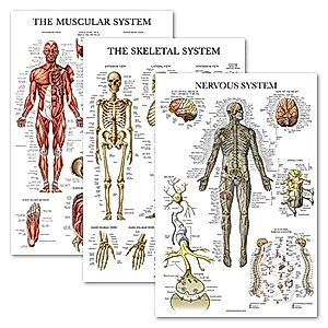 Palace Learning 3 Pack - Muscle + Skeleton + Nervous System Anatomy Poster Set - Muscular and Skeletal System Anatomical Charts - Laminated 18" x 24"