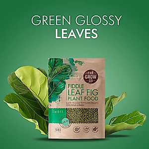 Fiddle Leaf Fig Tree Plant Food - Slow Release Fertilizer Pellets for Potted Figs - Steady Nutrients to Grow Healthy Indoor and Outdoor Ficus Plants (5 oz)