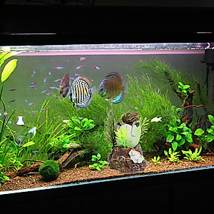 LOXGO Aquarium Decorations Small Ornaments Baby Dinosaur in Egg for Fish for Tank Aquatic Pet Supplies with Air Hose Aquarium Heater Light Thermometers Gravel Sand Decorations