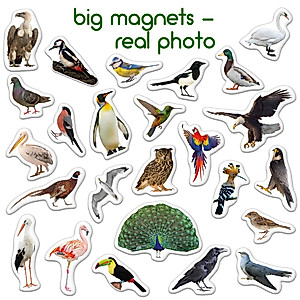 25 Fridge Magnets for Toddlers - Birds Photo Kids Magnets for Fridge - Toddler Magnets for Refrigerator - Magnetic Animals - Fridge Magnets for Kids - Animal Magnets - Toddler Fridge Magnets