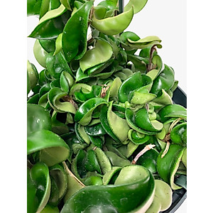 Hoya Compacta aka Hoya Hindu Rope Available in 2", 4", and 6" Pot Live Hoya Plant Air-Purifying Plant (Hoya Compacta, 4" Pot with 2 Plants)