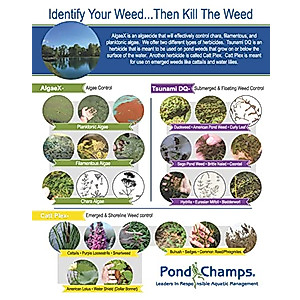 Pond Champs Blue Lake and Pond Dye - One Gallon of Professional Lake & Pond Dye - Treats Up to 1 Acre - Royal Blue Color - Safe for Fish, Wildlife, Pets & Children