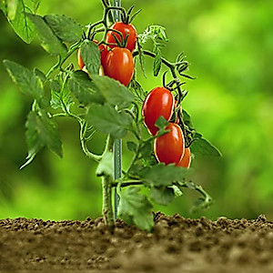 Bloomarea 4 FT Garden Stakes 48 Inch Plant Stakes, Tomato Stakes, Pack of 25