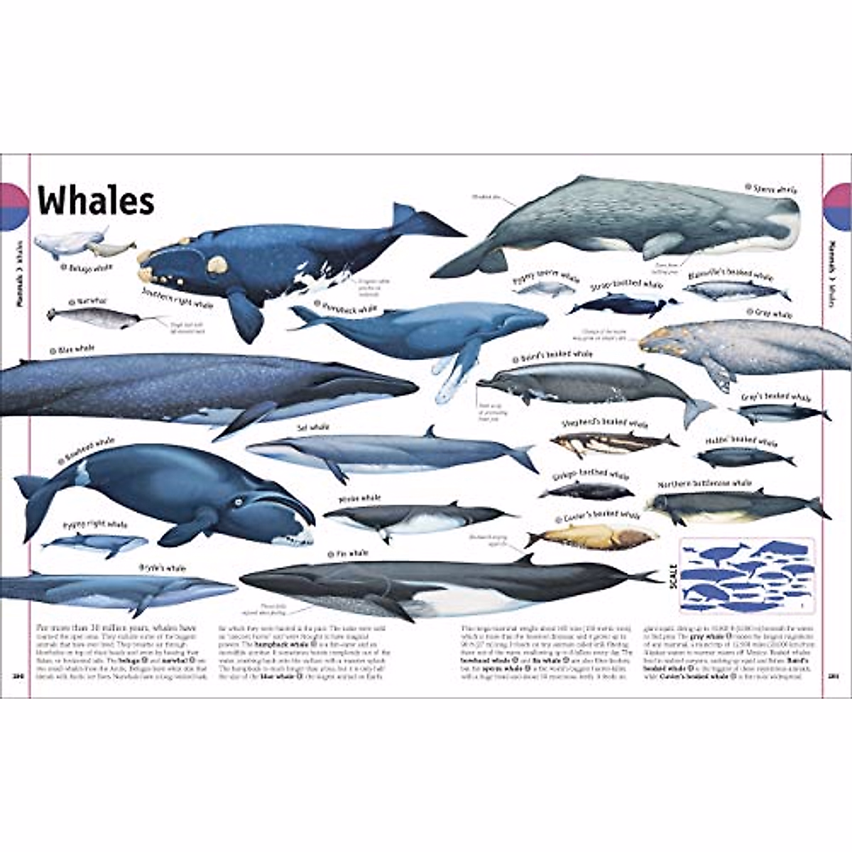 The Animal Book: A Visual Encyclopedia of Life on Earth (DK Our World in Pictures)