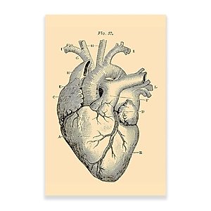 Internal Organs Wall Art - Vintage Anatomy Poster Set - Heart prints - Human Torso Anatomy Chart Home Decor for Preschool Medical Education Display,Dr Office,School, Doctor, Physician, Unframed