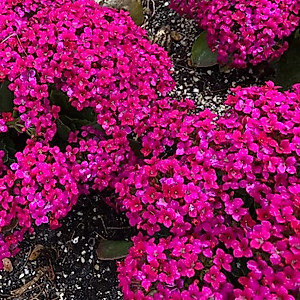 KVITER Solution Creeping Thyme 6000+ Seeds-Walk on Me,Thymus Serpyllum Herb Flower Hardy Ground Cover Seeds, Elfin Thyme Perennial Fragrant Flowers Planting