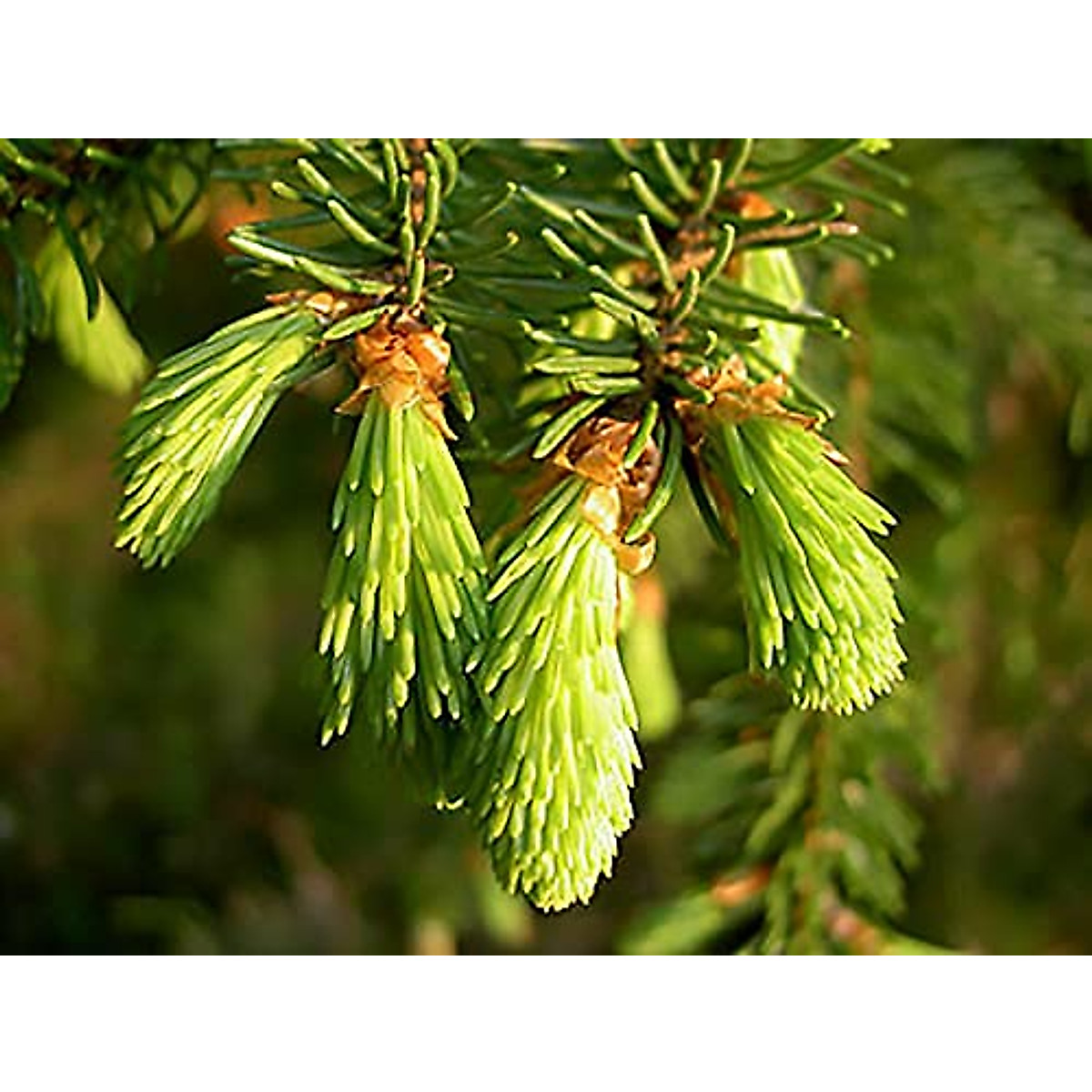 30 Seeds Norway Spruce Tree Seeds, Picea Abies, Non-GMO (Evergreen, Fast) Grown in Illinois USA