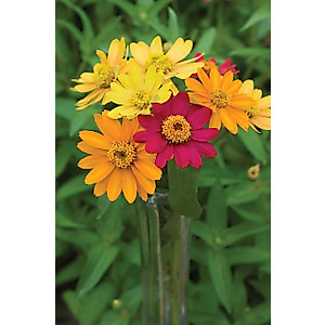 Burpee Pinwheel Mix Zinnia Seeds 150 seeds