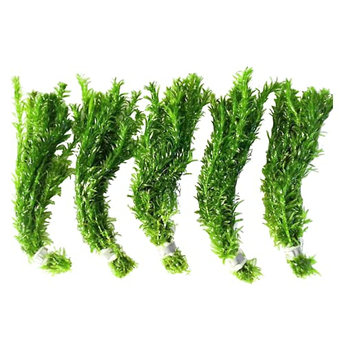 Mainam Anacharis Elodea Densa Tropical Live Aquarium Plants Freshwater Aquatic Pond Water Decorations 3 Days Live Guaranteed