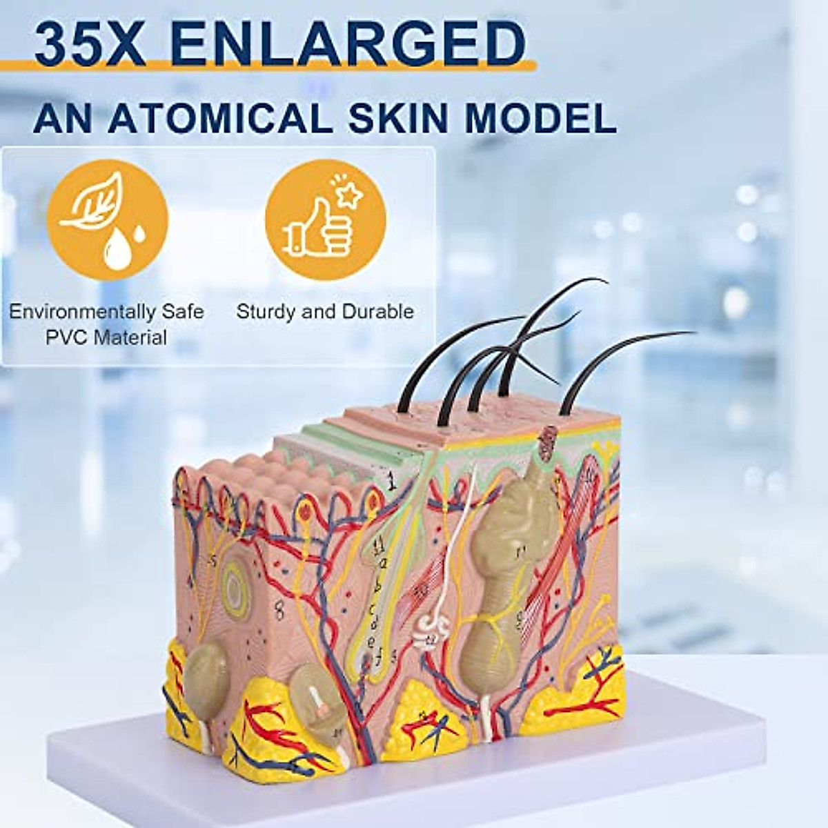 Healthible Skin Anatomy Model - 35X Enlarged Anatomical Skin Layer Structure Model Skin Anatomical Model with Hair for Science Classroom