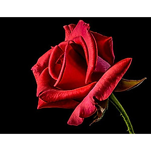 Layered Fragrance SHOLAYERED Body Spray for Men and Women for Travel, Portable Size from Japan 0.34 Fl Oz Red Rose