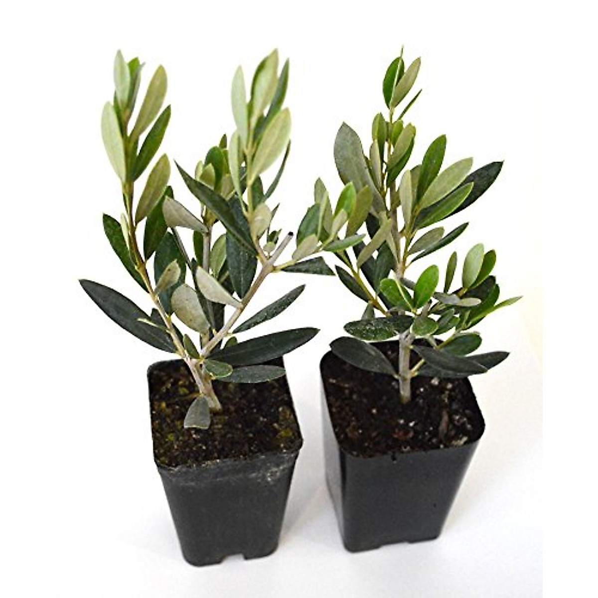 9GreenBox - Olive Tree - Tree of Peace - Olea europaea - 2 Pack