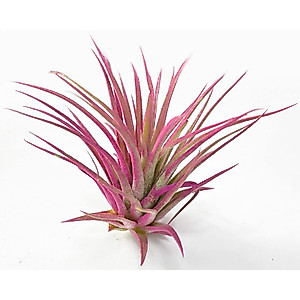 Small Air Plants - Colored Ionantha Rubra -Ionantha Guatemala Tillandsia Air Plant, Guatemala Tillandsia Live Airplant (Pink)