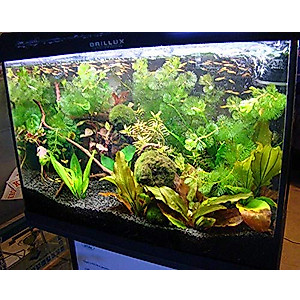 Java Fern – Mature, Healthy, Super Easy Live Aquarium Plant 5-6 in. Great for Betta Guppy Cherry Shrimp! by Aquatic Discounts. BUY2GET1FREE!