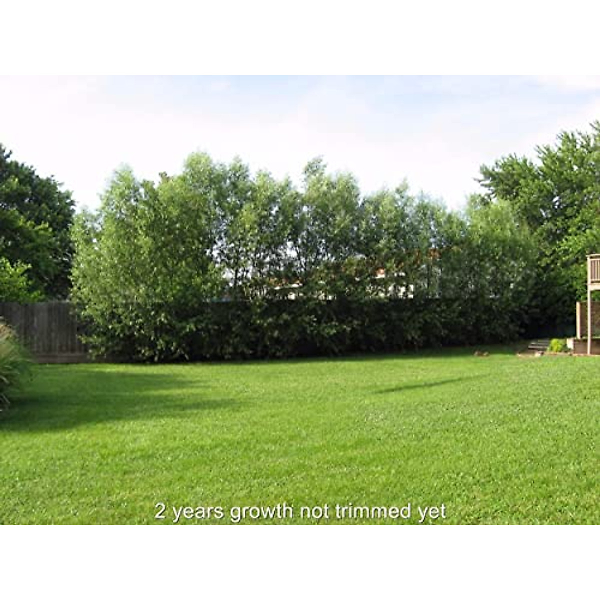 24 Hybrid Willow Trees. Austree Grows 12 Foot 1st Season. Create Instant Privacy Fence Hedge