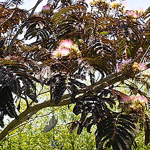 YEGAOL Garden 5Pcs Chocolate Mimosa Seeds Silk Tree Attracts Pollinators Drought Tolerant Fragrant GMO Free Deer Resistant Courtyard Coastal Garden Outdoor City Plant