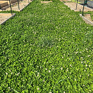Micro Clover Seeds for Lawn - Microclover Seed for Planting - 4 oz. ~100,000 Seeds - Drought-Tolerant Mini Clover Seed - Grass Alternative Miniclover Seeds for Lawn - by Mountain Valley Seed Company…