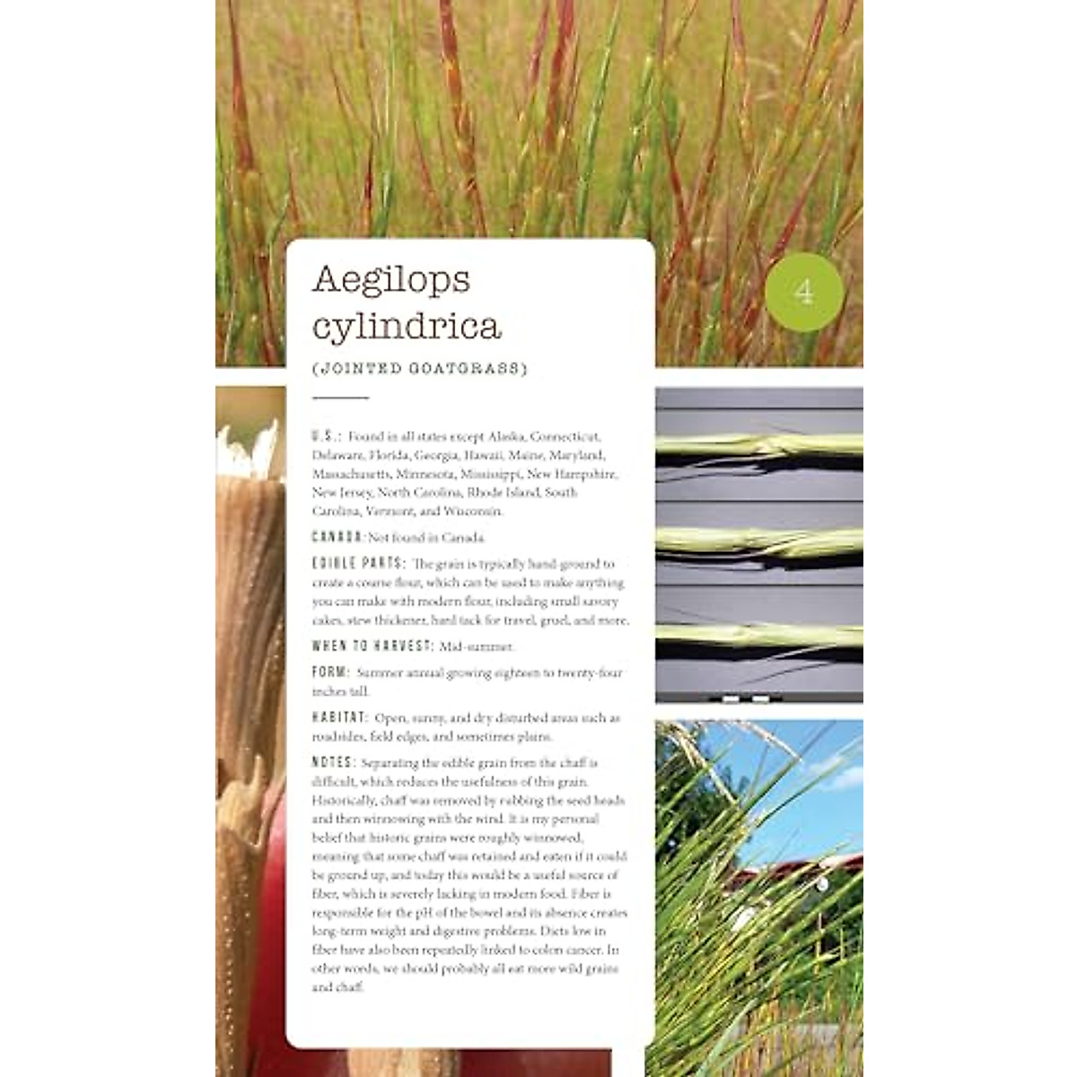 276 Edible Wild Plants of the United States and Canada: Berries, Roots, Nuts, Greens, Flowers, and Seeds in All or the Majority of the US and Canada