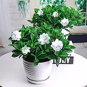 50pcs Jasmine Seeds for Planting, Non-GMO Heirloom, 90% Germination Rate, Perennial Garden Bonsai Plant, No Experience Required, Easy to Grow