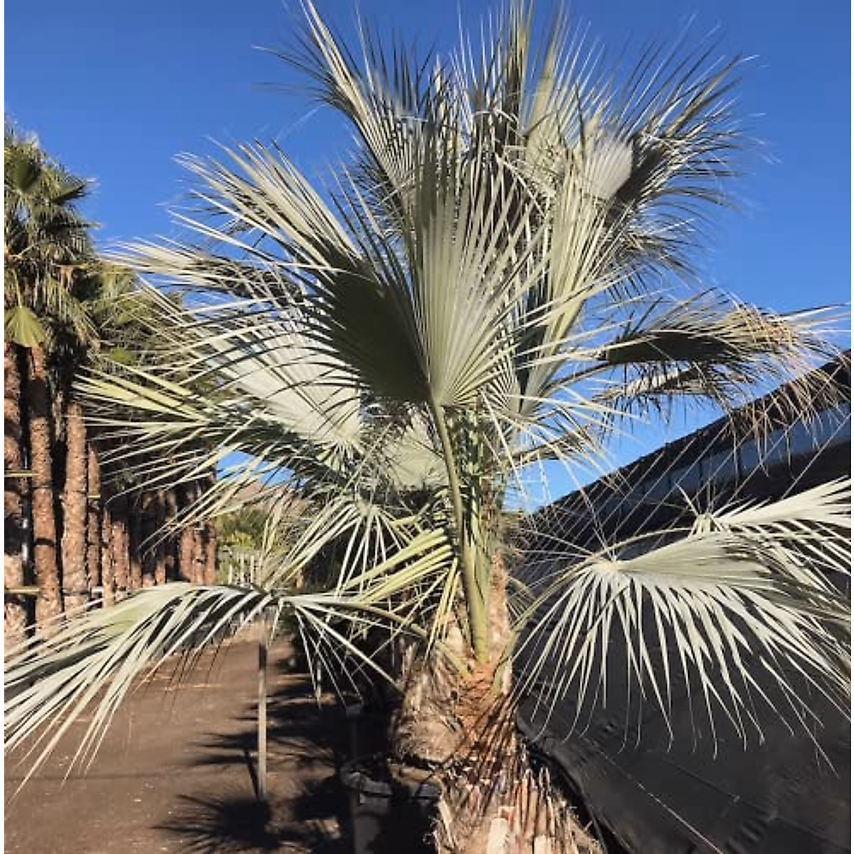 CHUXAY GARDEN 7 Seeds Brahea Armata,Mexican Blue Palm,Blue Hesper Palm Large Evergreen Tree Attractive Appearance Great Ornamental Plant