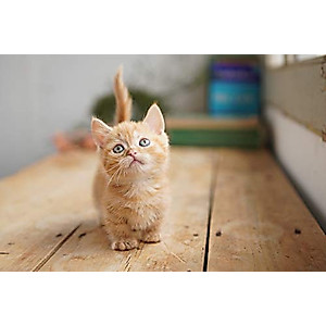 Sony Alpha A6100 Mirrorless Camera with 16-50mm and 55-210mm Zoom Lenses, ILCE6100Y/B, Black